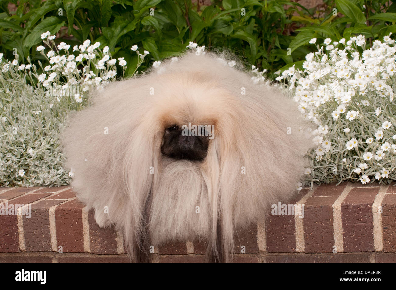 Pekingese long haired hi-res stock photography and images - Alamy