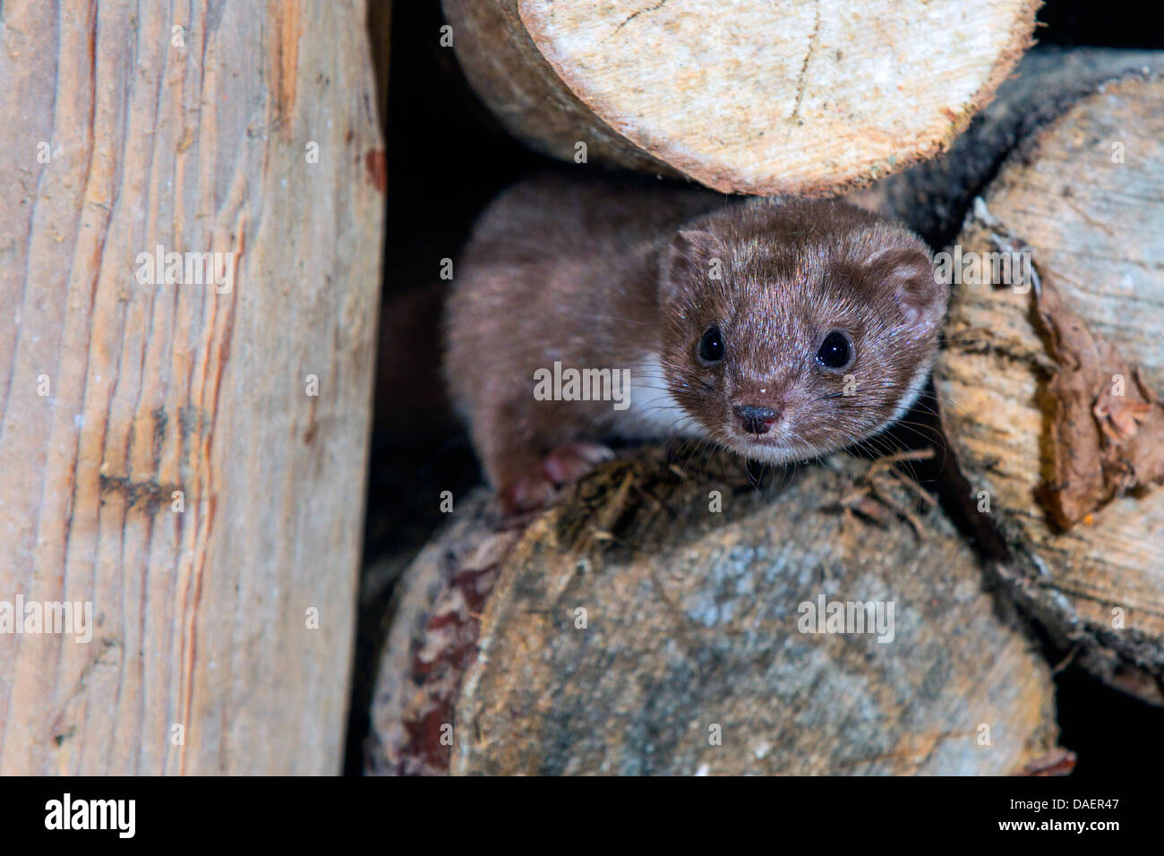 least weasel (Mustela nivalis), peeking out of pile of wood, Germany ...