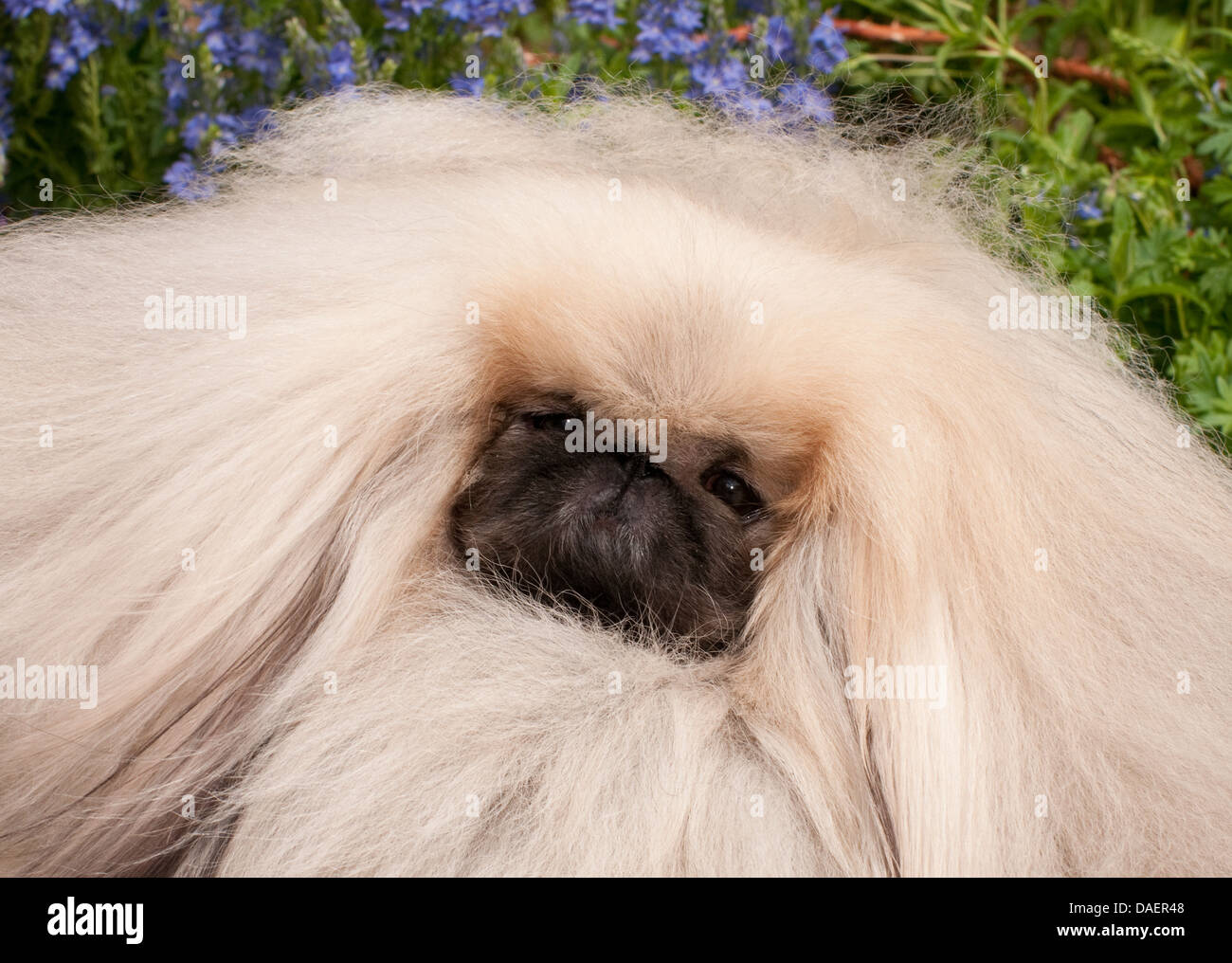 Pekingese long haired hi-res stock photography and images - Alamy