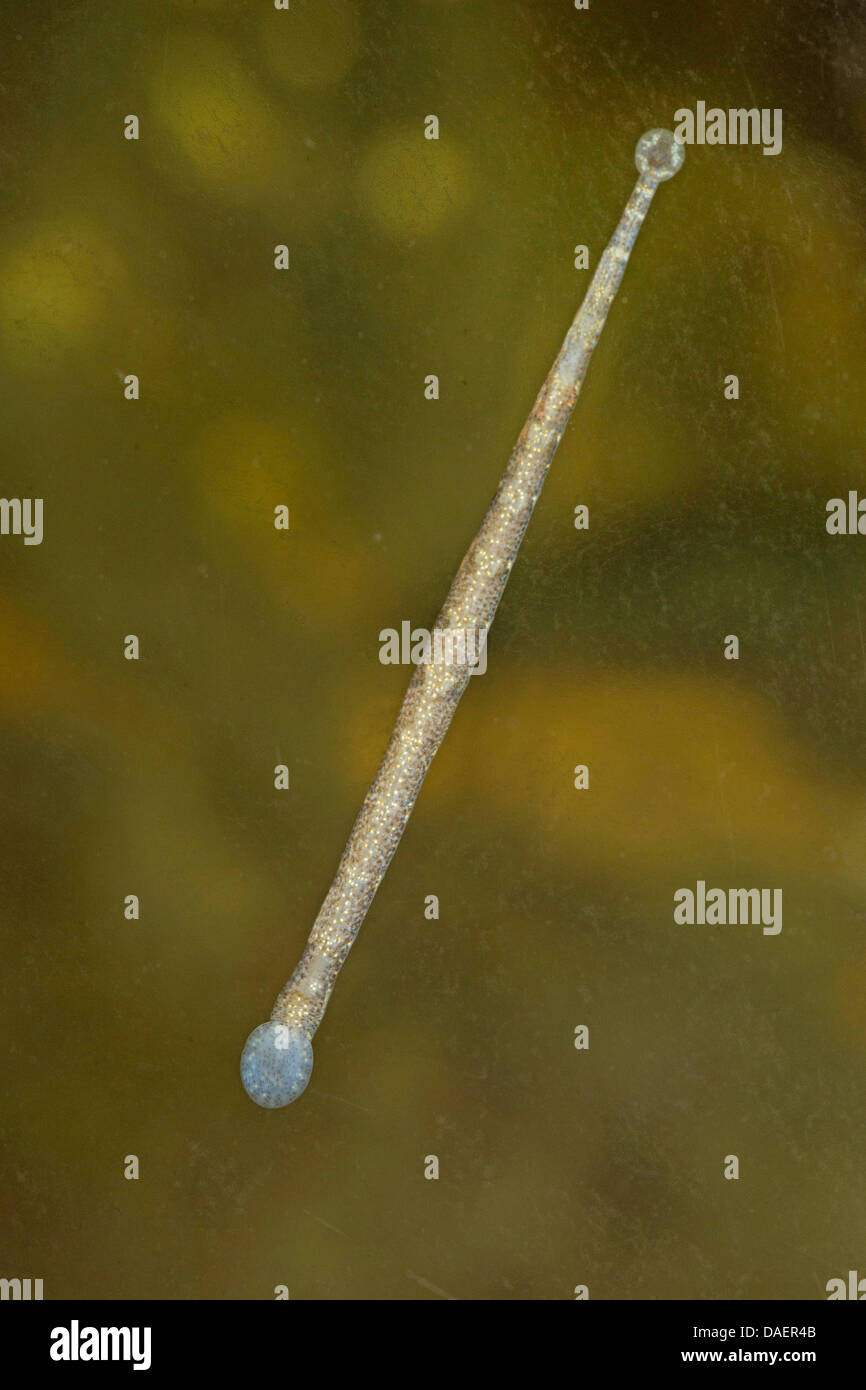 fish leeches (Piscicolidae), 5 cm long animal, Germany, Bavaria Stock ...