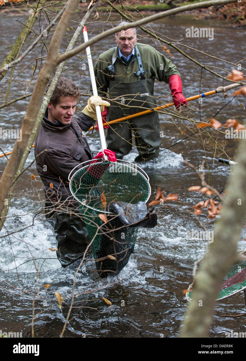 European catfish, wels, sheatfish, wels catfish (Silurus glanis ...
