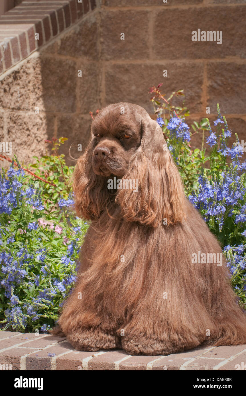 American Cocker spaniel sitting on brick wall Stock Photo - Alamy