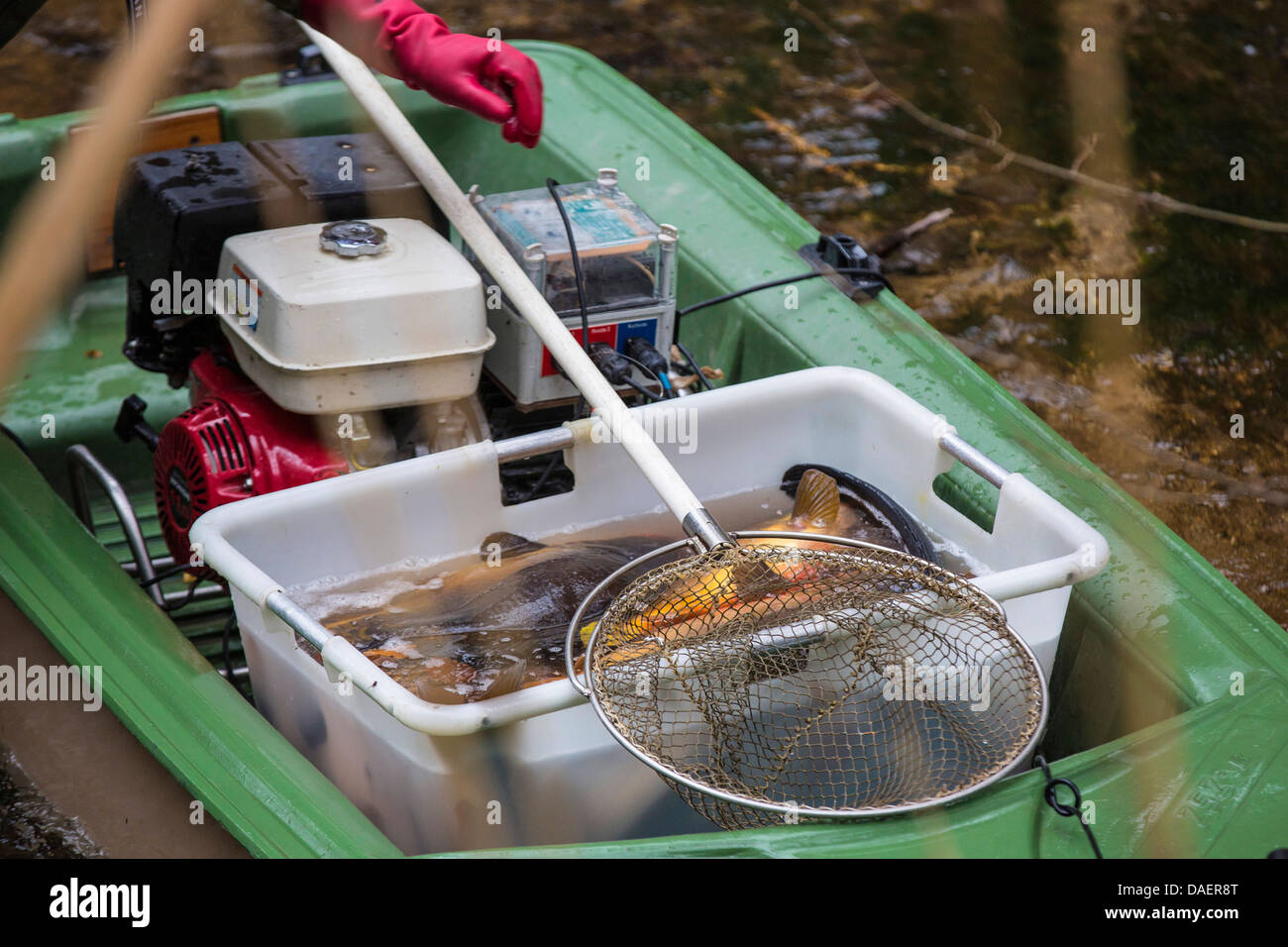 carp, common carp, European carp (Cyprinus carpio), electrofishing in a ...