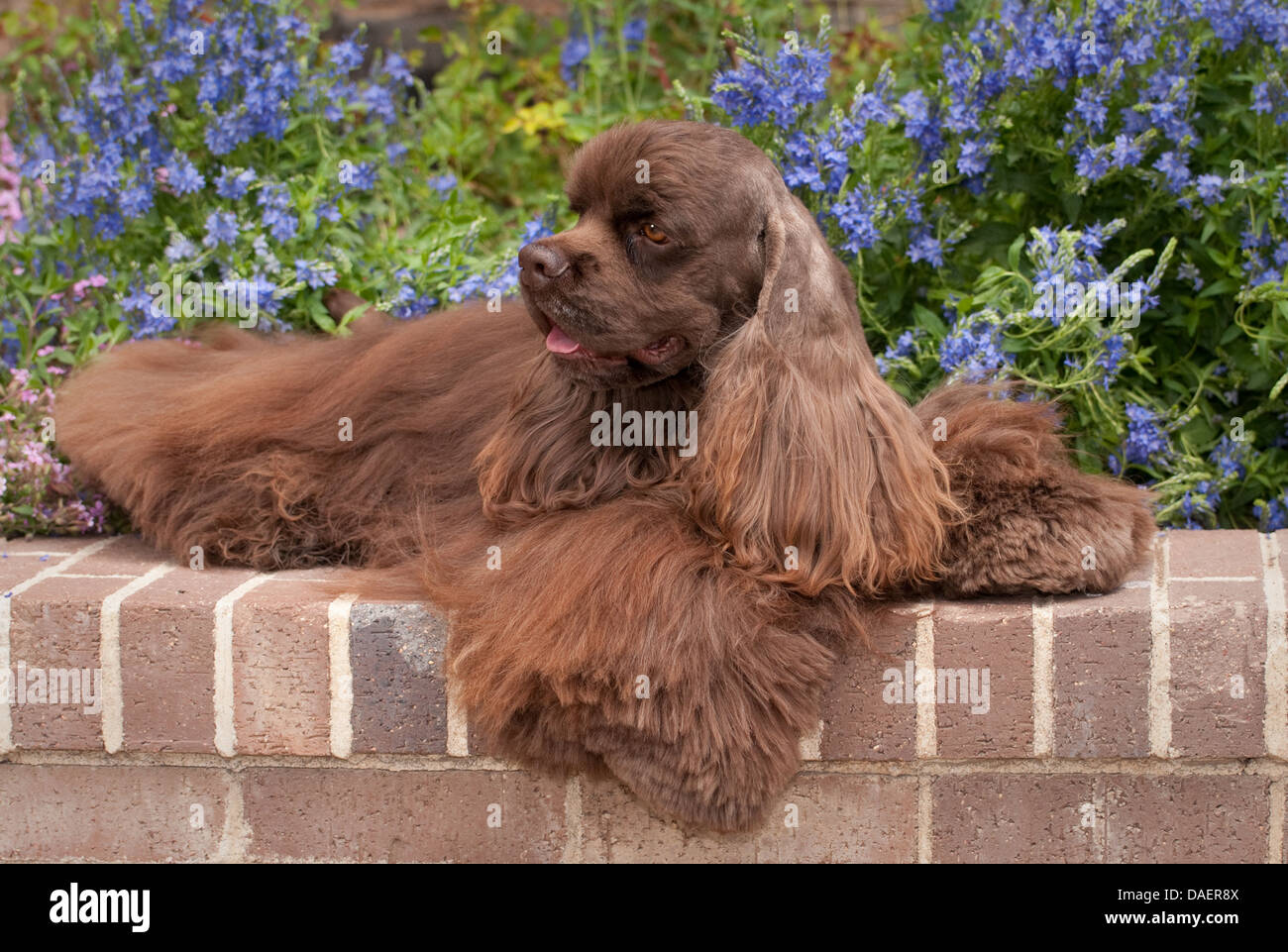 American Cocker spaniel lying on brick wall Stock Photo - Alamy
