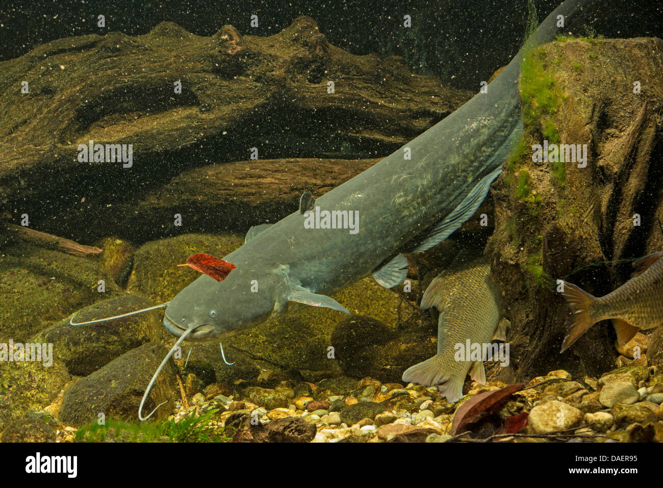 European catfish, wels, sheatfish, wels catfish (Silurus glanis ...