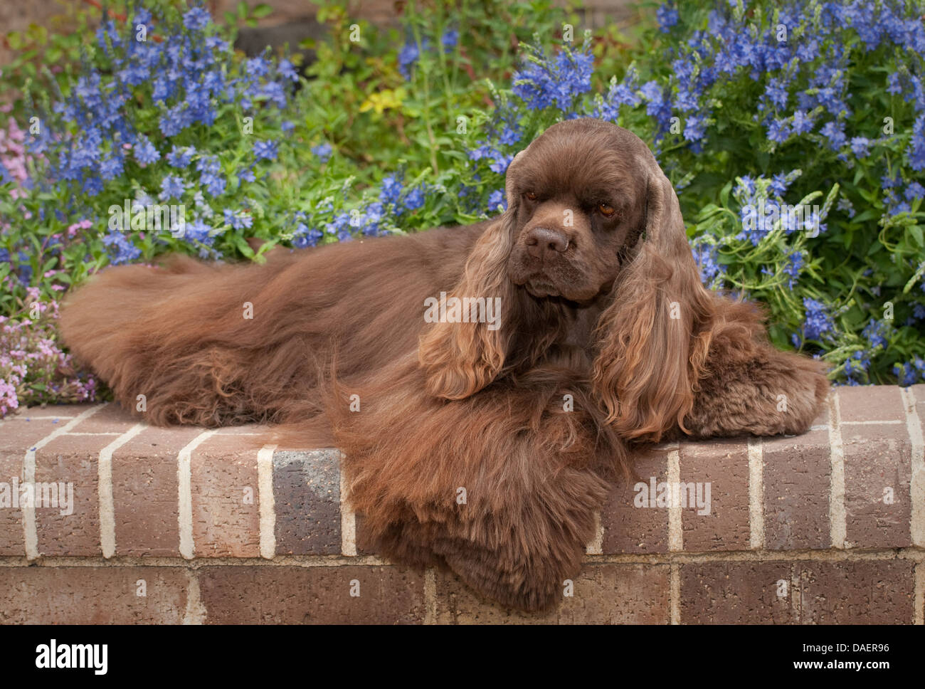 American Cocker Spaniel Brown
