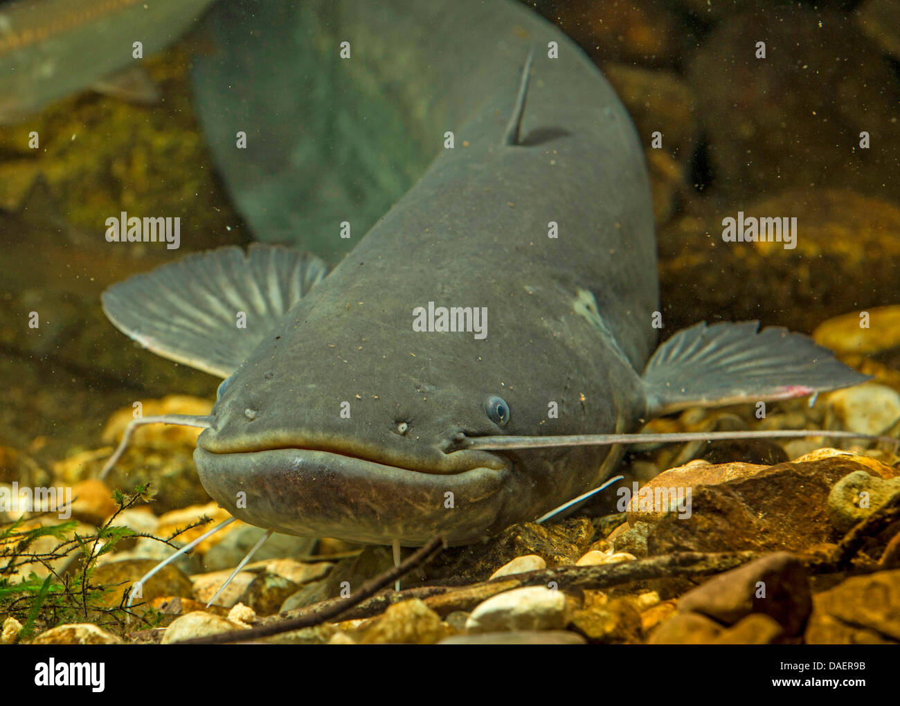 Wels Catfish Stock Photos & Wels Catfish Stock Images - Alamy