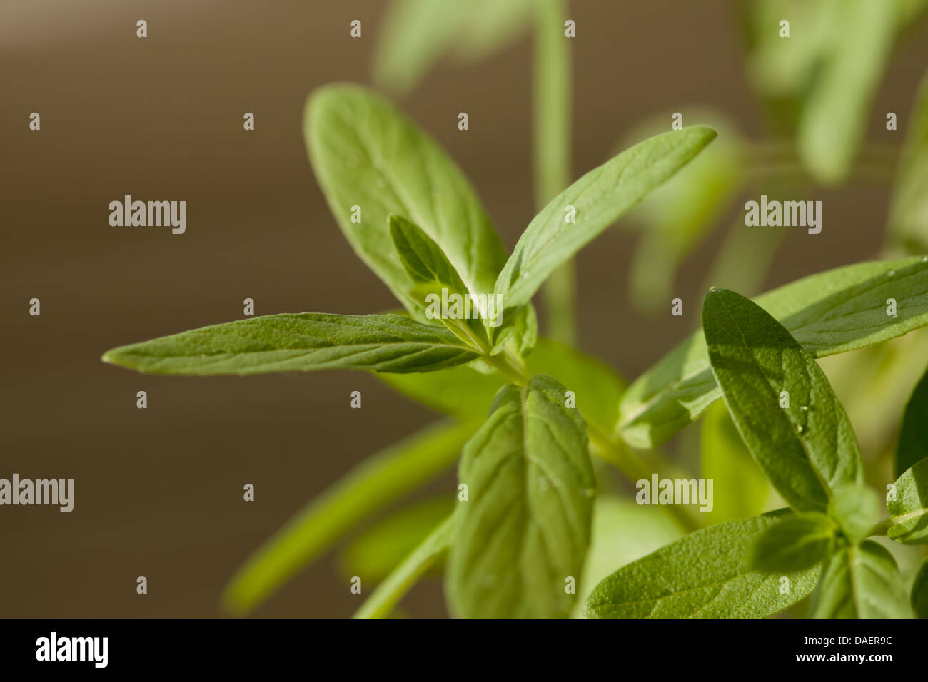 Menthol plants hi-res stock photography and images - Alamy
