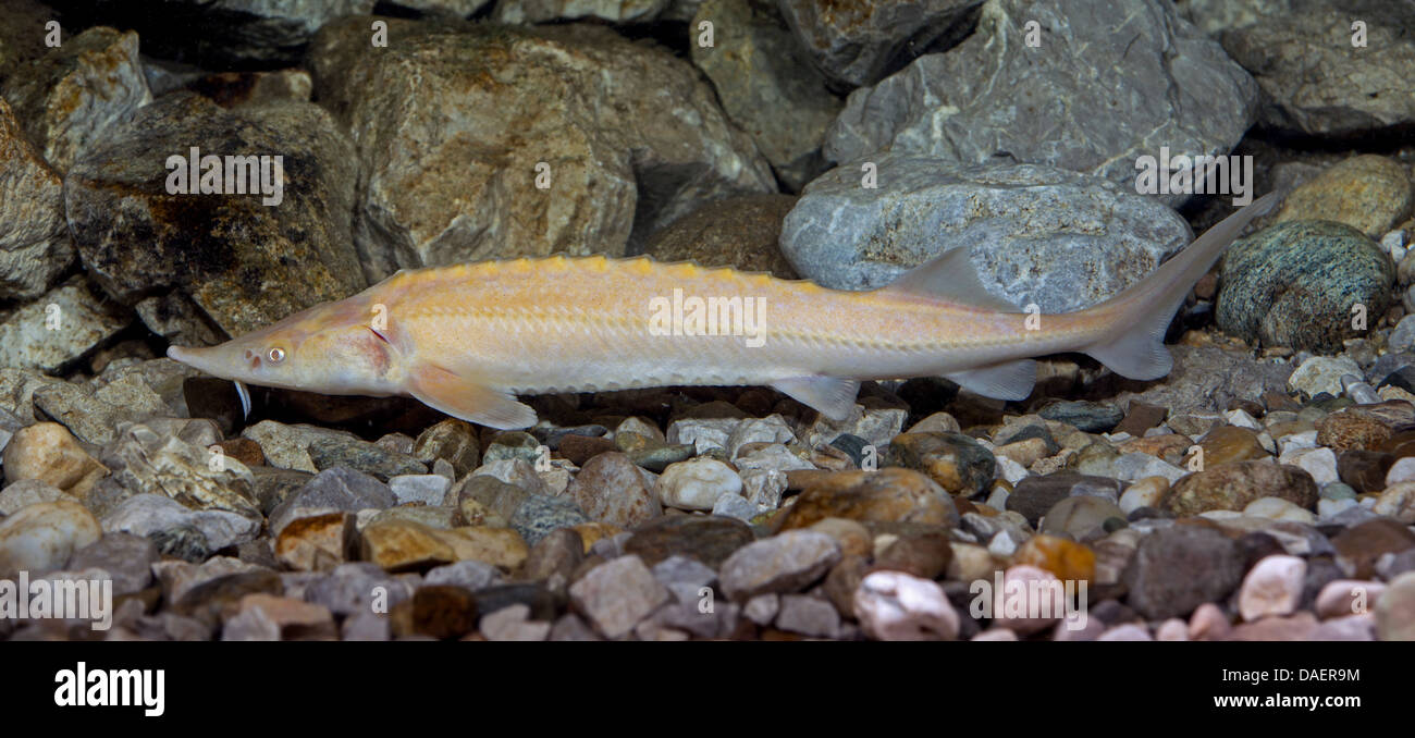 sterlet, Siberian sterlet (Acipenser ruthenus), albino, side view Stock ...