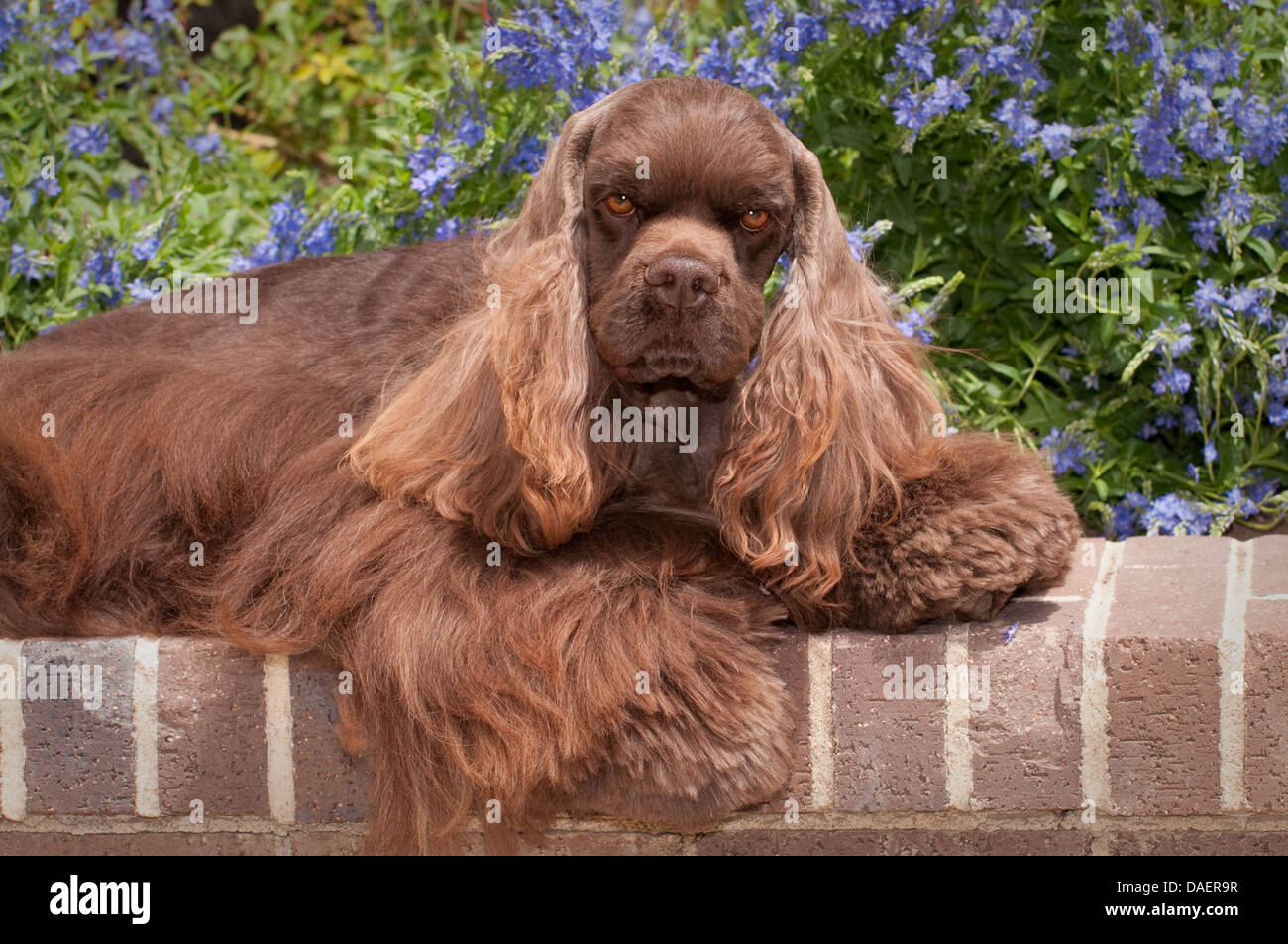 American Cocker spaniel lying on brick wall Stock Photo - Alamy