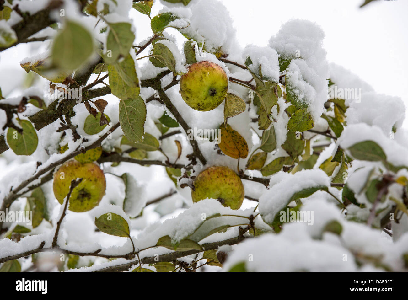 apple tree (Malus domestica), snow covered apple tree with leaves and ...