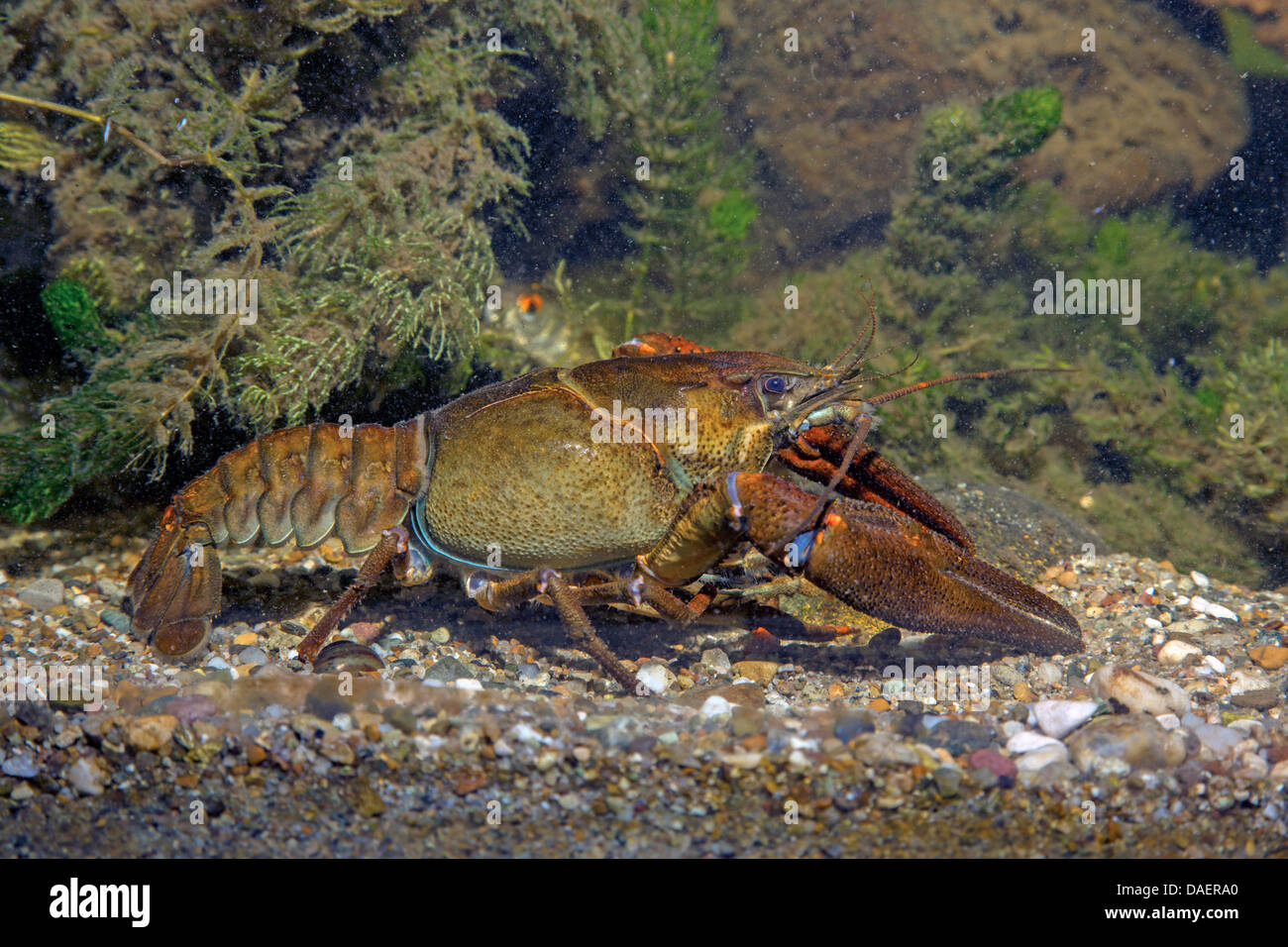 Gay Looks Like Crayfish