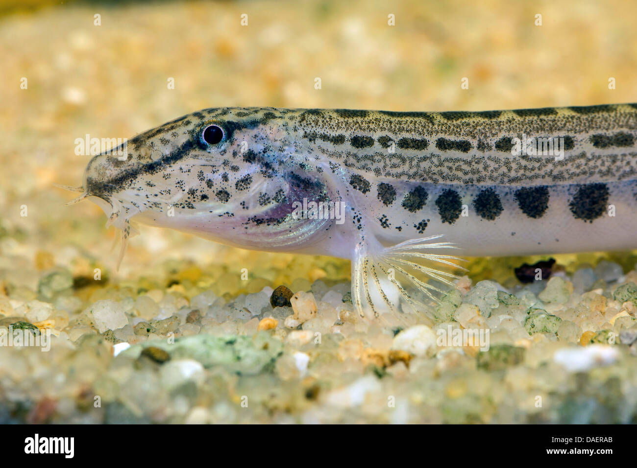 spined loach, spotted weatherfish (Cobitis taenia), portrait at a ...