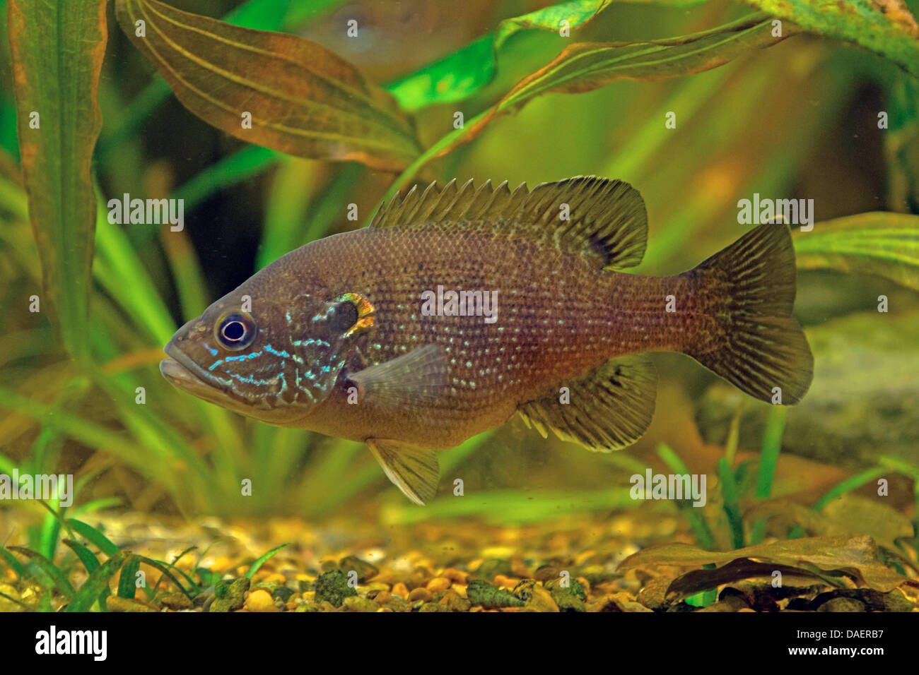 green sunfish (Lepomis cyanellus), male swimming at the gravel ground ...