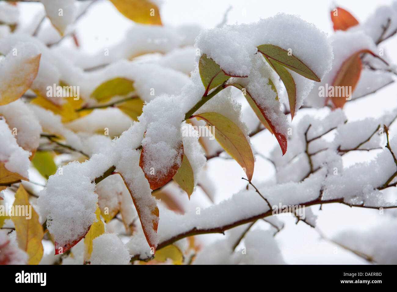 high blueberry, highbush blueberry, swamp blueberry (Vaccinium ...