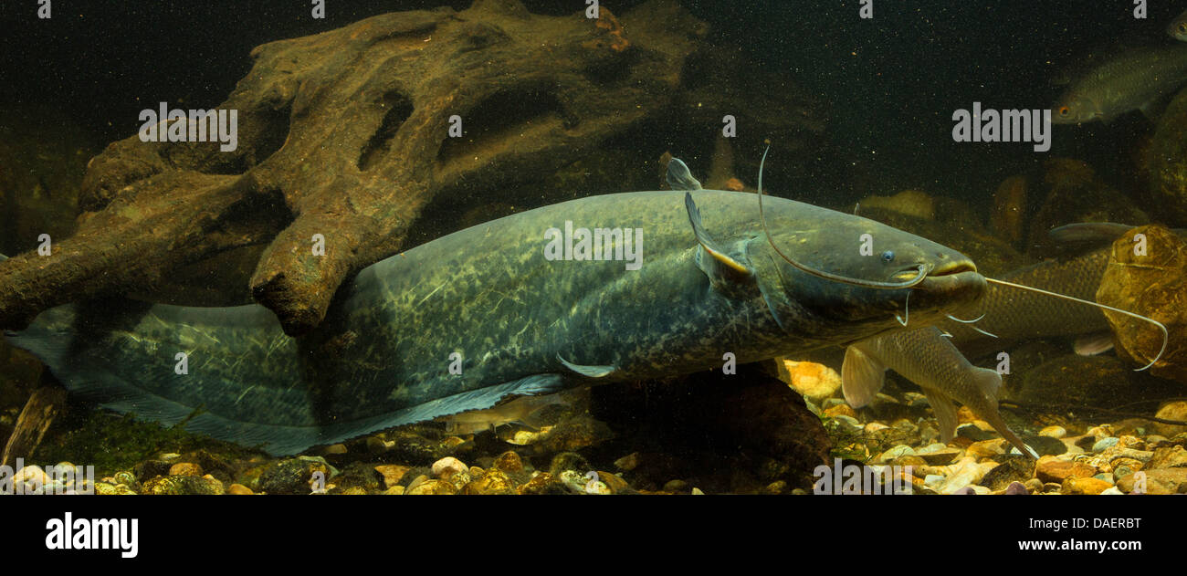 European catfish, wels, sheatfish, wels catfish (Silurus glanis ...