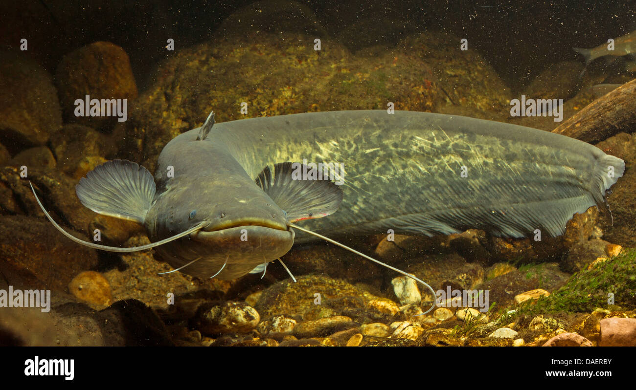 Wels catfish hi-res stock photography and images - Alamy