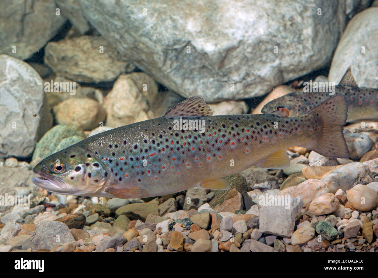 brown trout, river trout, brook trout (Salmo trutta fario), swimming ... brown trout, river trout, brook trout (Salmo trutta fario), swimming ...