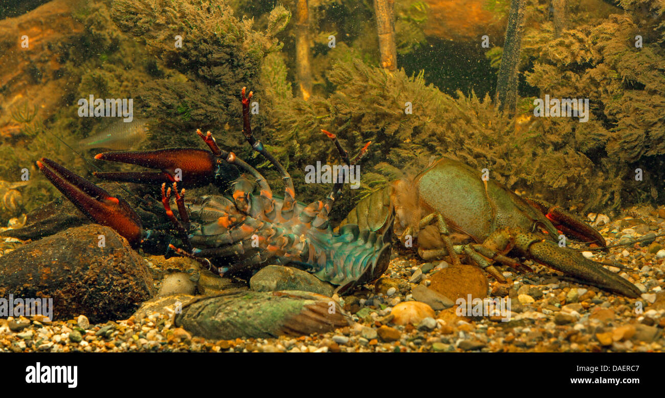 Noble crayfish hi-res stock photography and images - Alamy