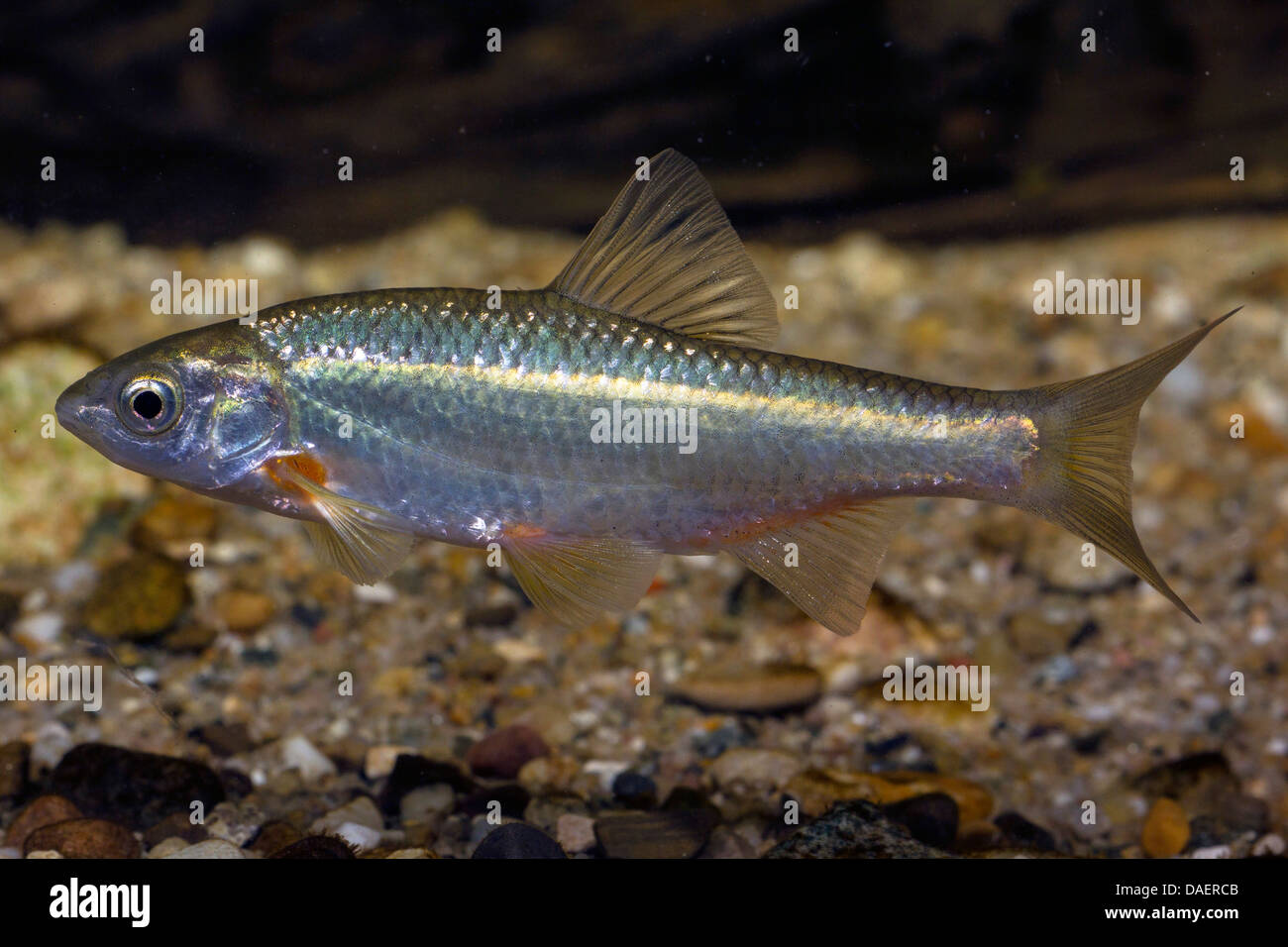 South european roaches hi-res stock photography and images - Alamy