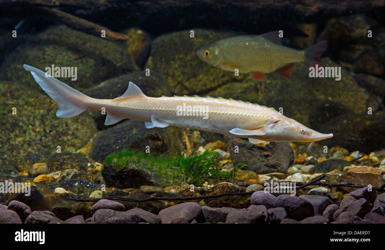 sterlet, Siberian sterlet (Acipenser ruthenus), albino Stock Photo ...