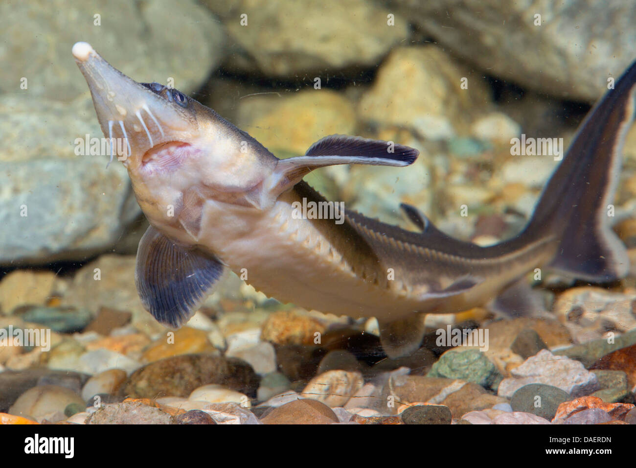 sterlet, Siberian sterlet (Acipenser ruthenus), underside Stock Photo ...