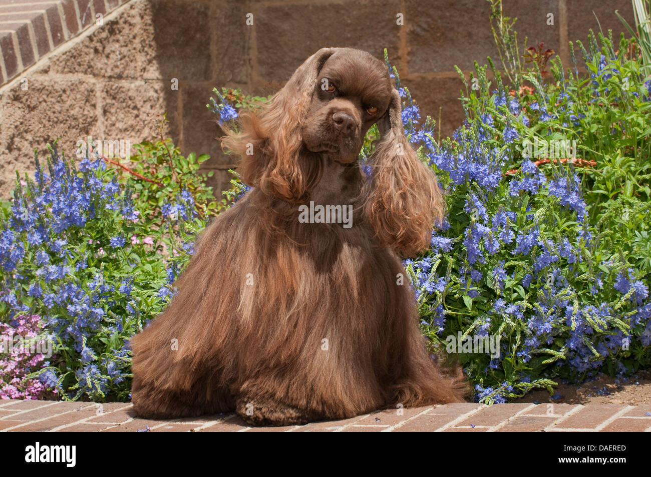 Sitting cocker hi-res stock photography and images - Alamy