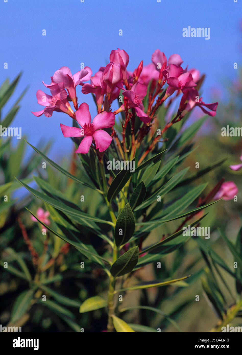 oleander (Nerium oleander), blooming, Greece, Corfu Stock Photo - Alamy