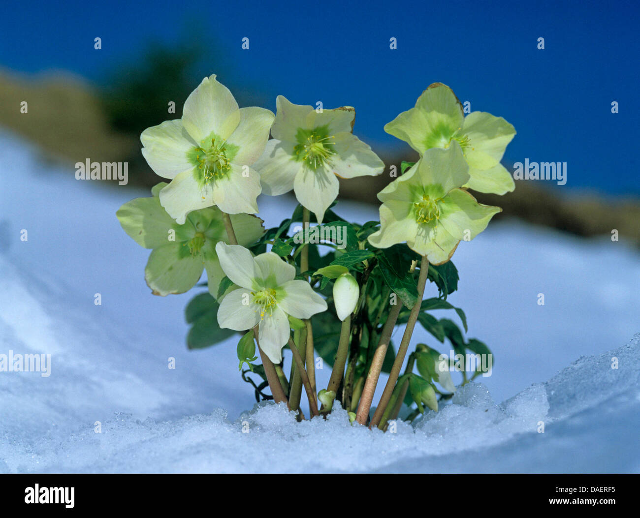 black hellebore (Helleborus niger), blooming in snow, Germany Stock ...