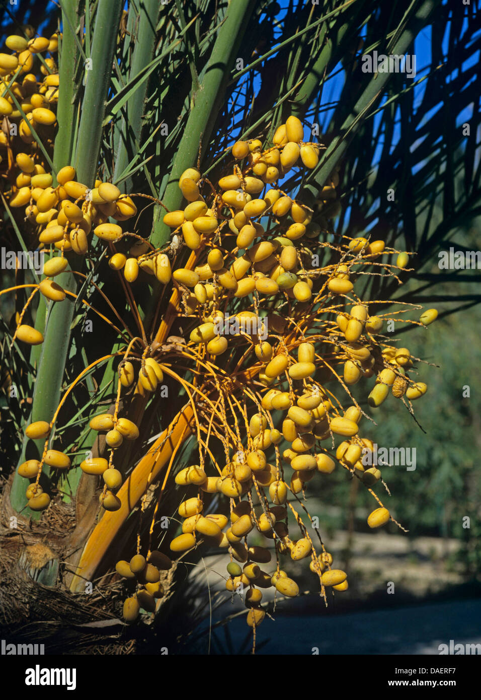 date palm (Phoenix dactylifera), with dates Stock Photo - Alamy