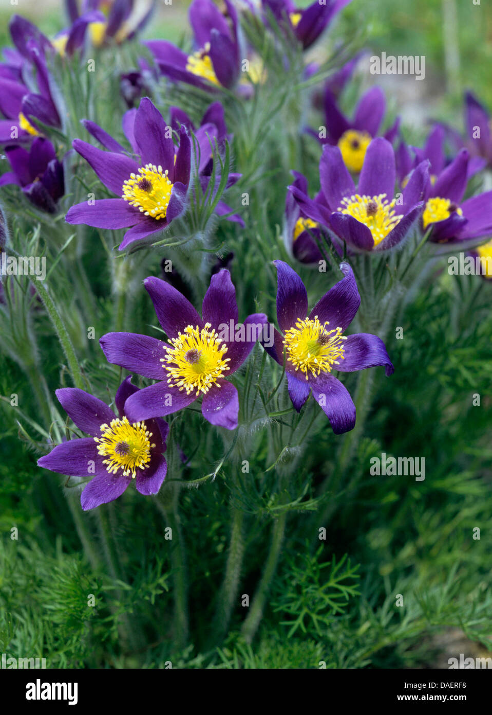pasque flower (Pulsatilla vulgaris), blooming, Germany Stock Photo - Alamy