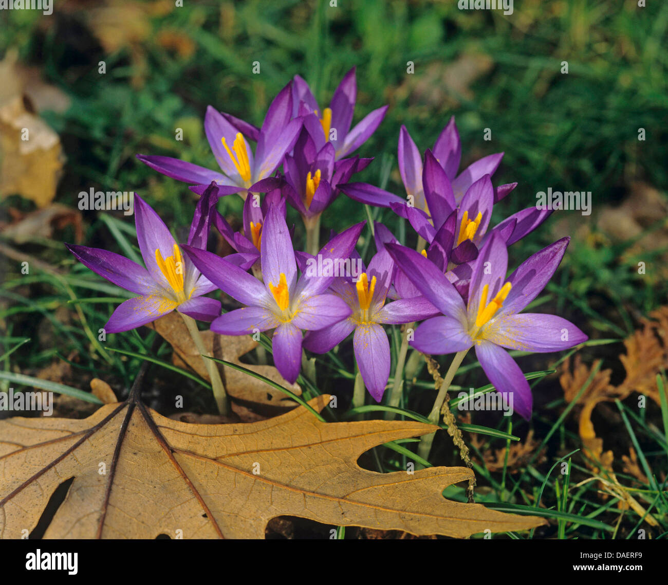 Autumn crocus (Crocus spec.), blooming Stock Photo - Alamy