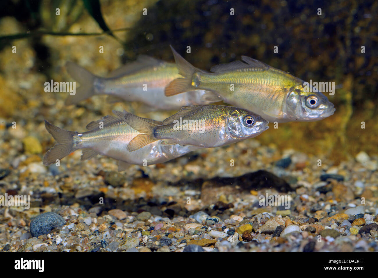 carp, common carp, European carp (Cyprinus carpio), shoal of one summer ...