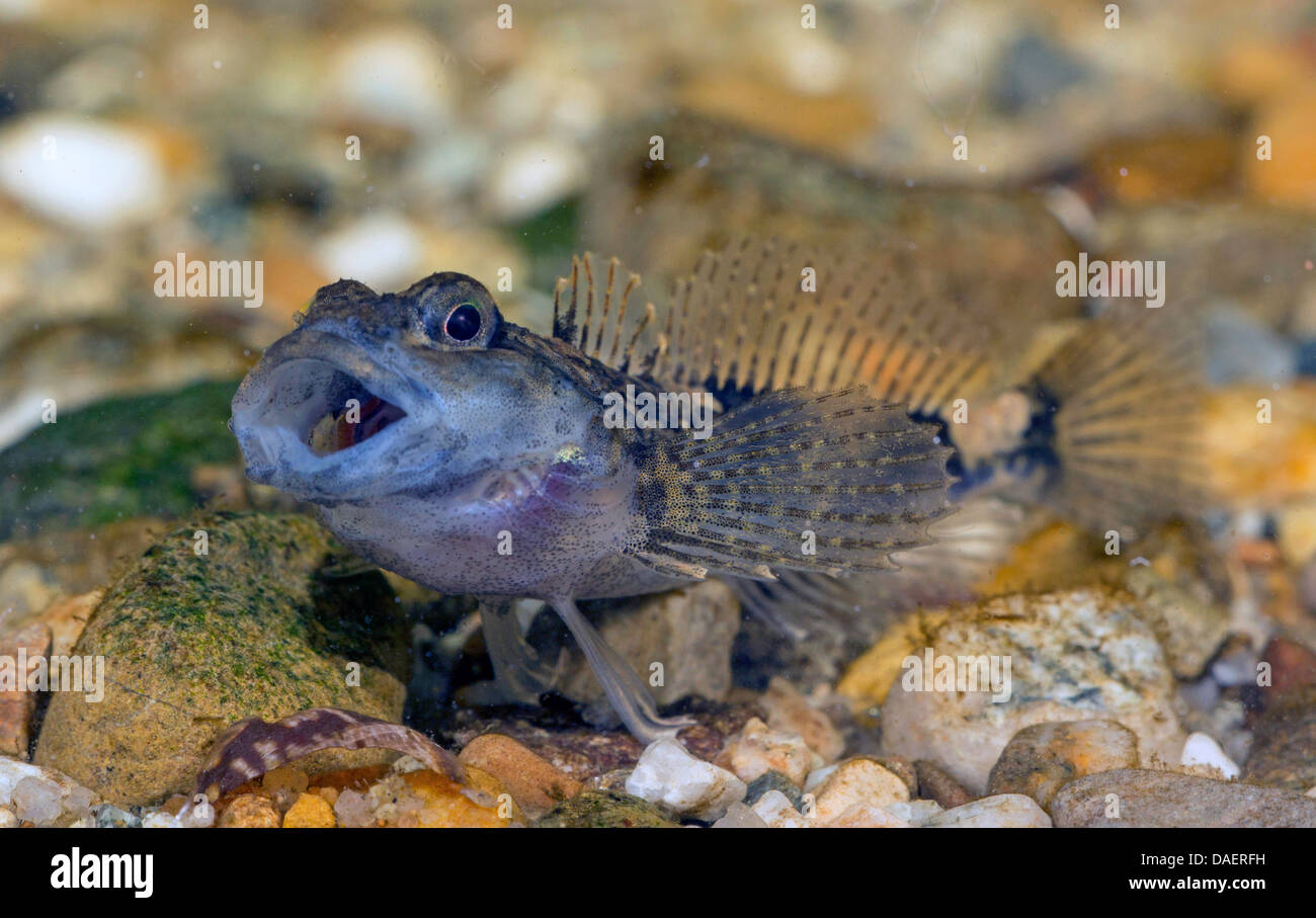Cottus perifretum (cf. Cottus perifretum ), on the bottom of an ...