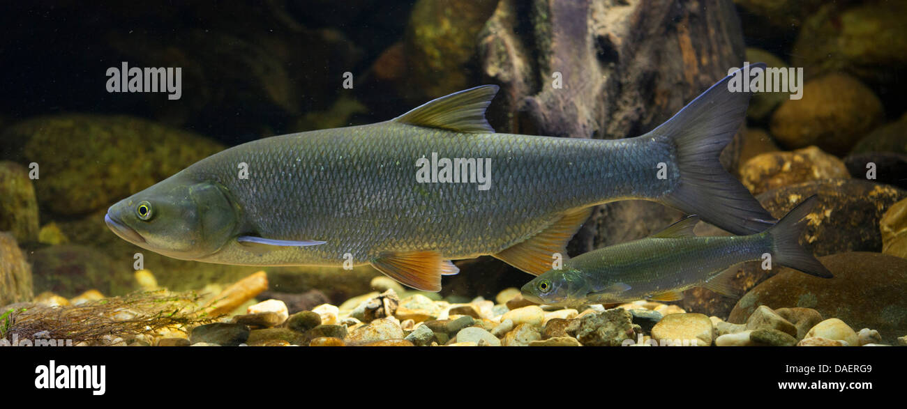 asp (Aspius aspius), 55 cm and juvenile 20 cm long exemplar at the ...