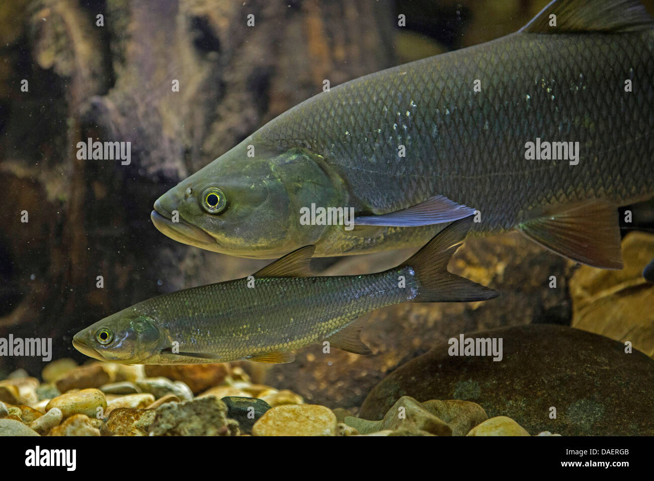 asp (Aspius aspius), 55 cm and juvenile 20 cm long exemplar at the ...