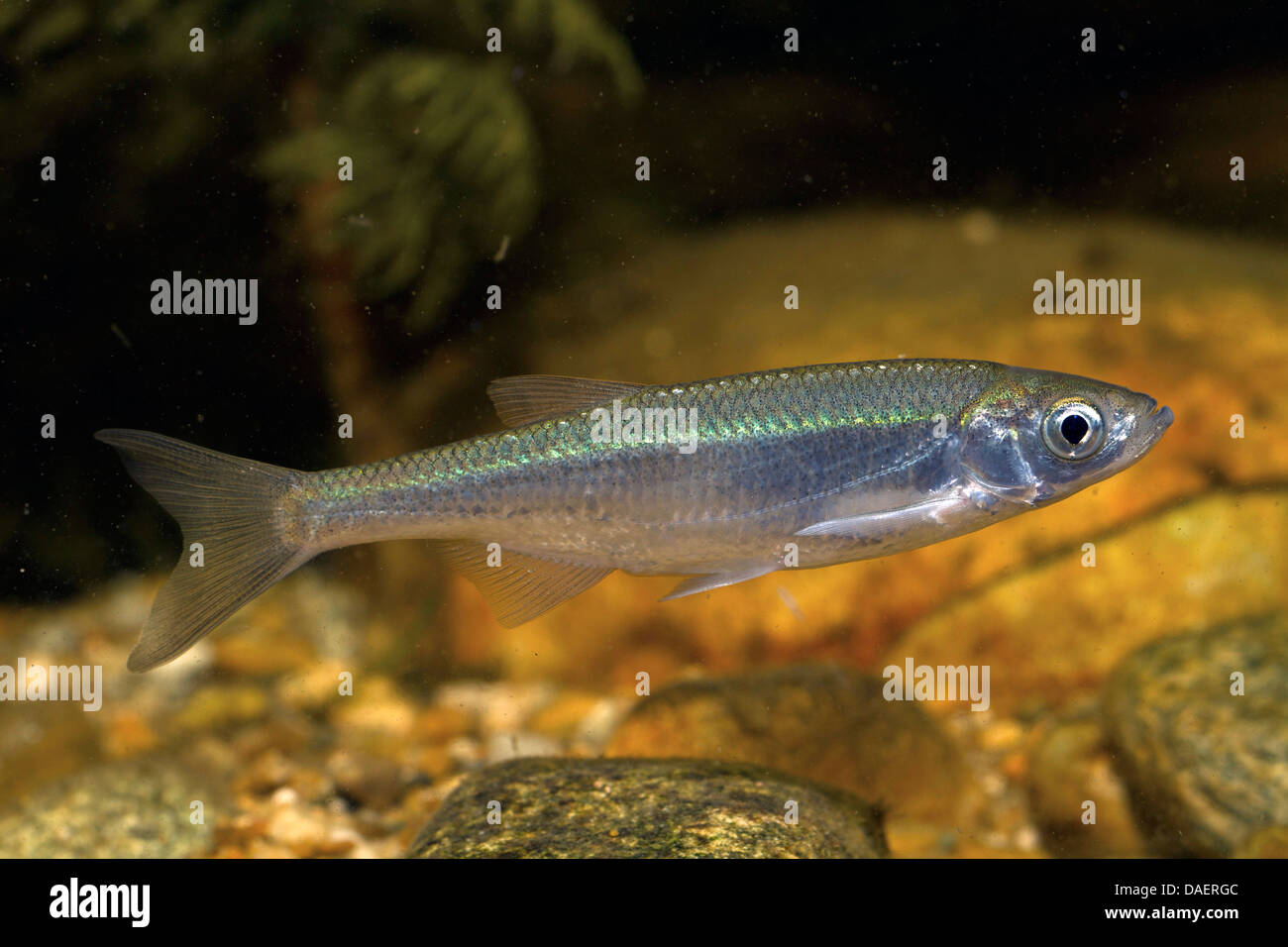 Common bleak, bleak (Alburnus alburnus), swimming at a stony water ...
