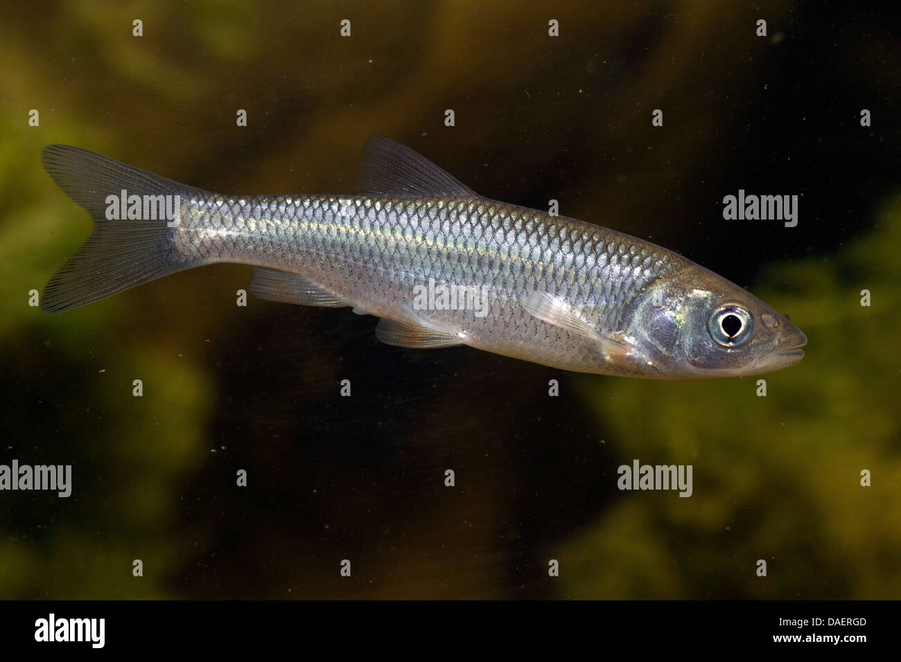 Juvenile chub leuciscus cephalus germany hi-res stock photography and ...