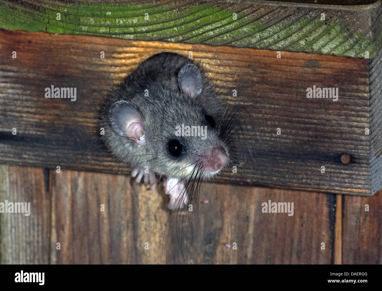 European edible dormouse hi-res stock photography and images - Alamy