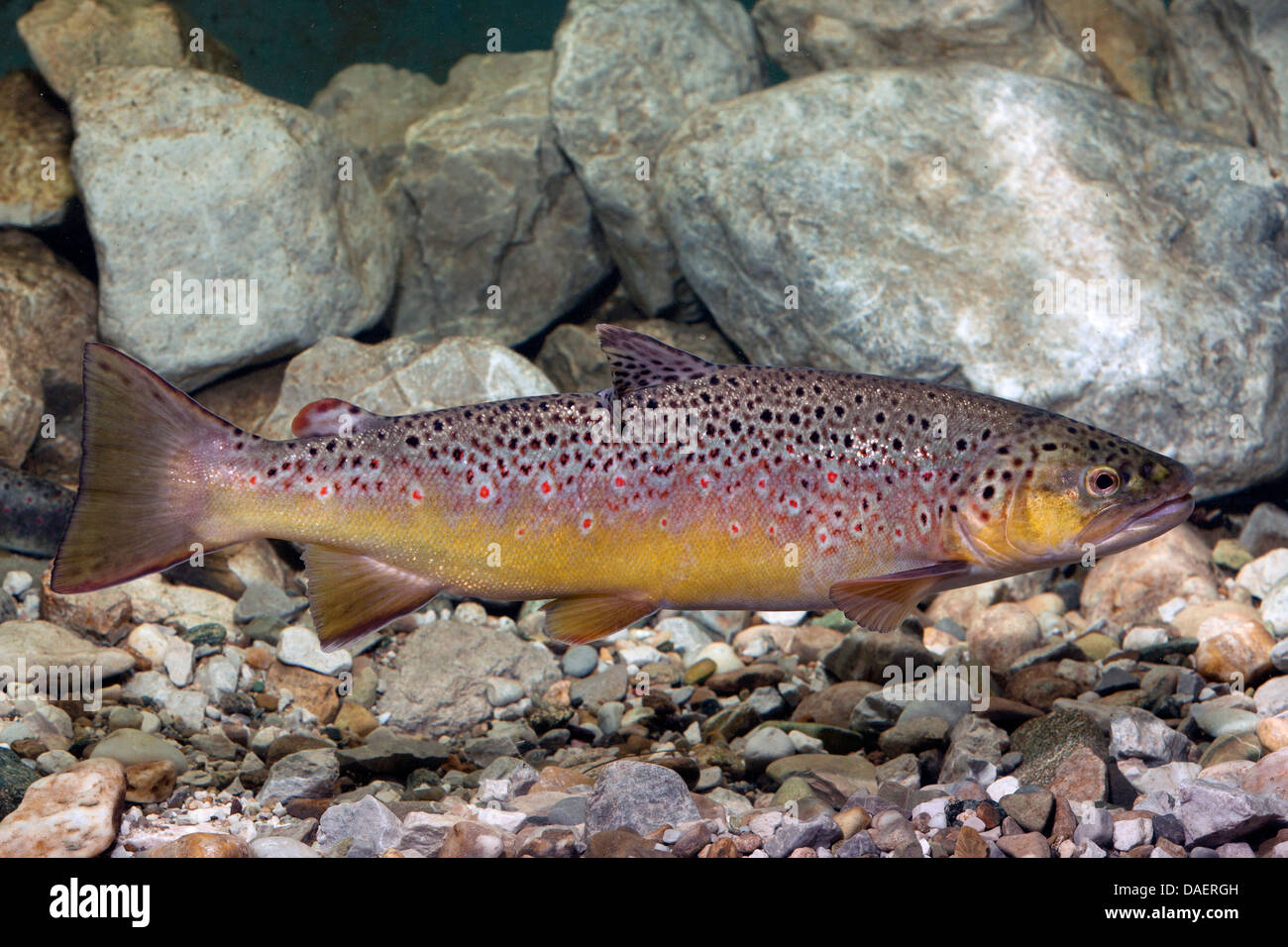 Brook Trout Underwater High Resolution Stock Photography and Images - Alamy