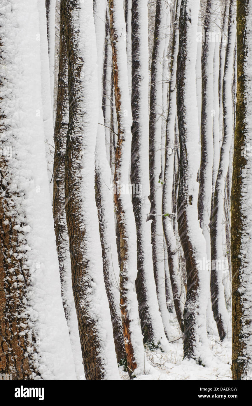 Alder trees in winter hi-res stock photography and images - Alamy