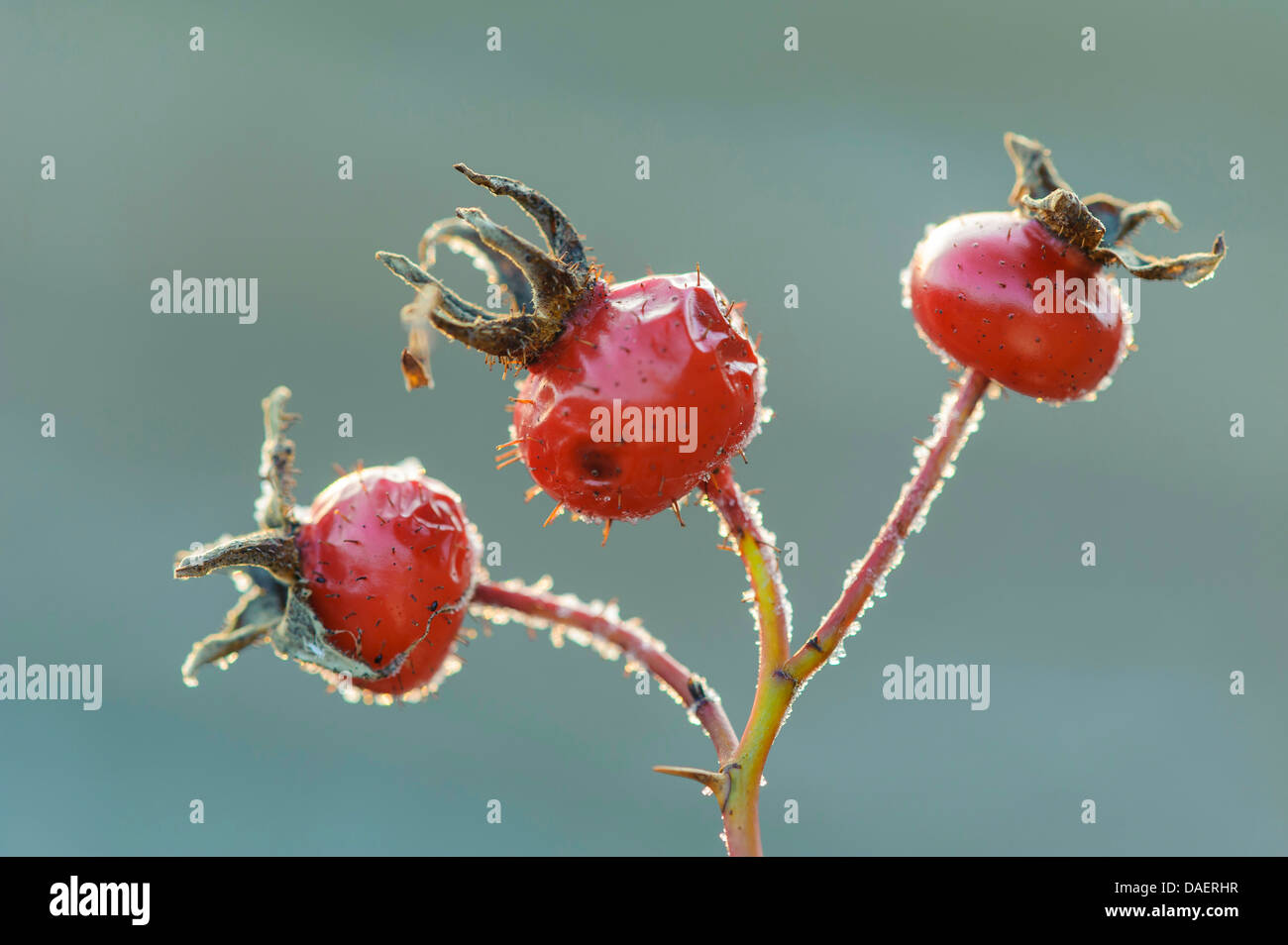 Rugosa rose, Japanese rose (Rosa rugosa), rose hips with hoar frost ...