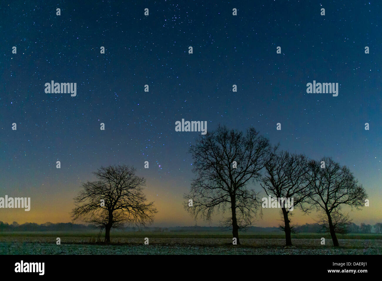 starry night over a grove, Germany Stock Photo - Alamy