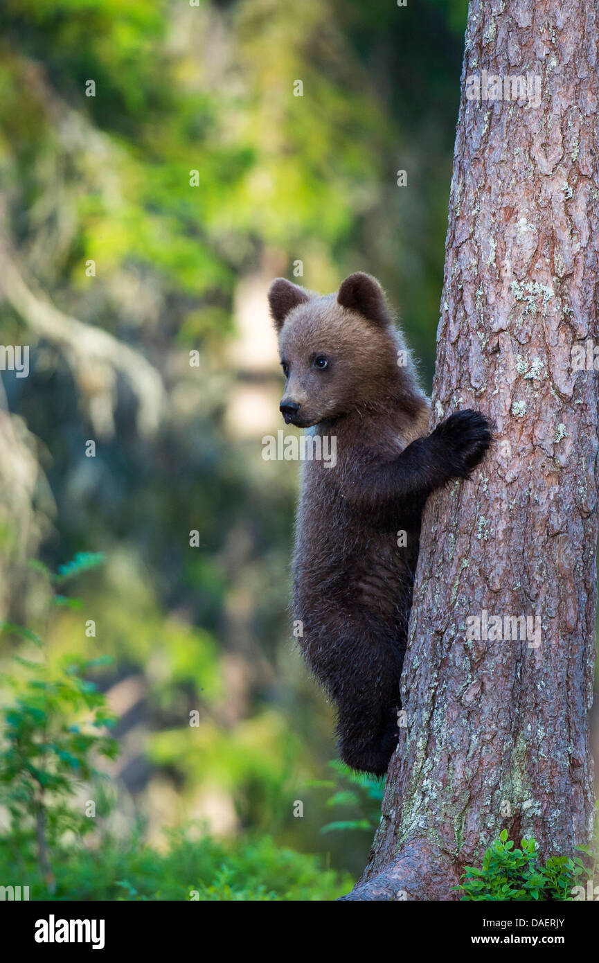 Young baer climbing hi-res stock photography and images - Alamy