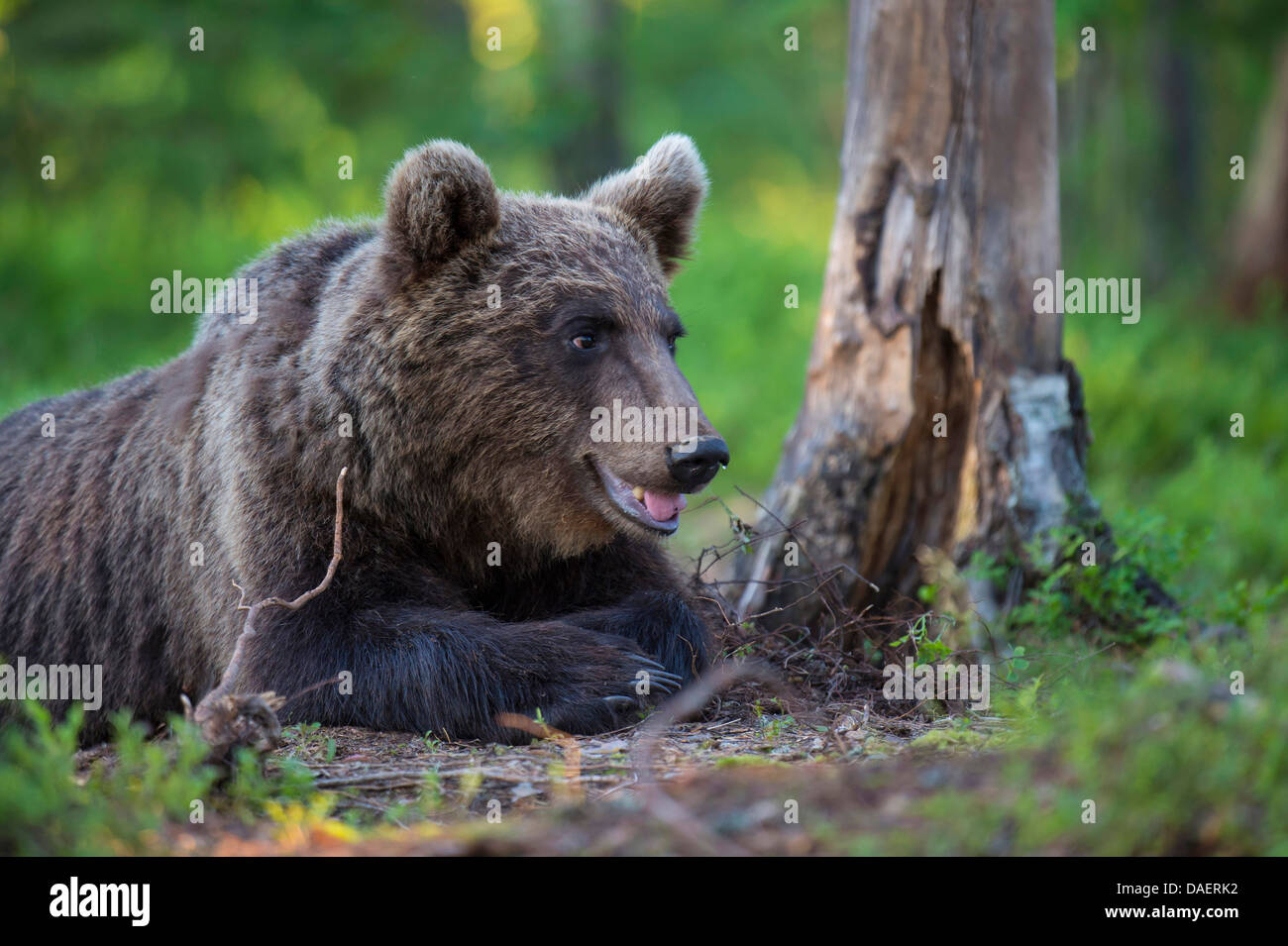 Bear lying down hi-res stock photography and images - Alamy