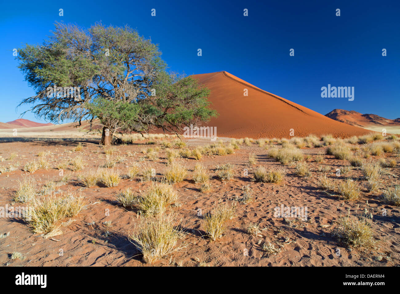 Grasses in namib desert hi-res stock photography and images - Alamy