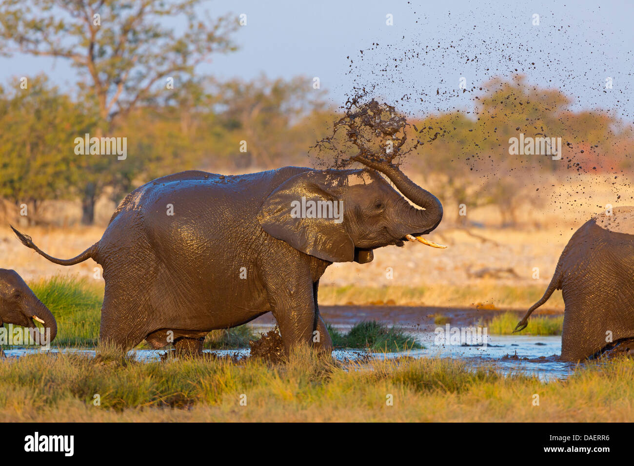 African elephant (Loxodonta africana), throwing water over itself in a ...