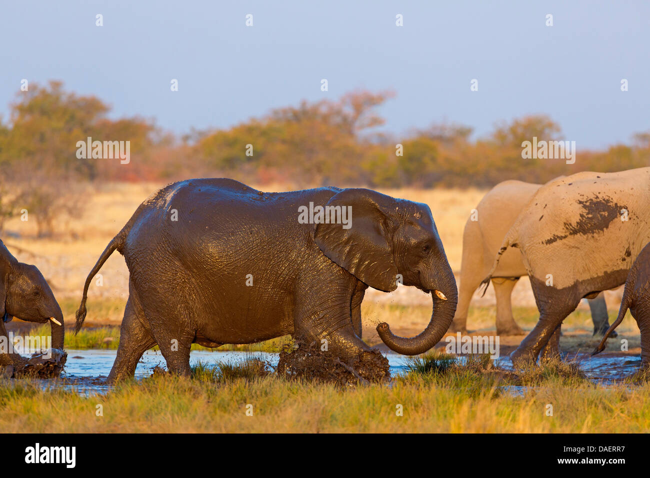 Group bathing hi-res stock photography and images - Alamy