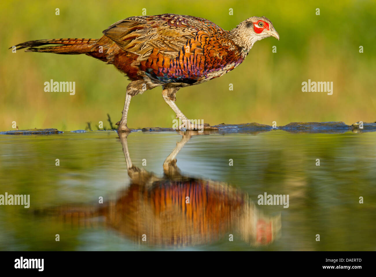 common pheasant, Caucasus Pheasant, Caucasian Pheasant (Phasianus ...