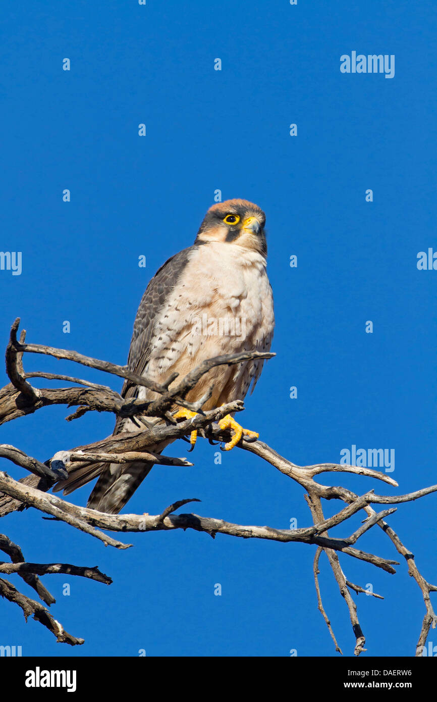 Resting falcon hi-res stock photography and images - Alamy